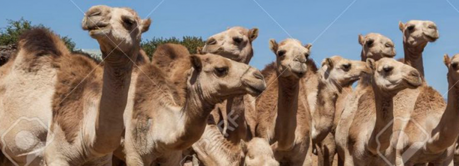 Erer Guda Camel Research Station – Research and Community Engagement