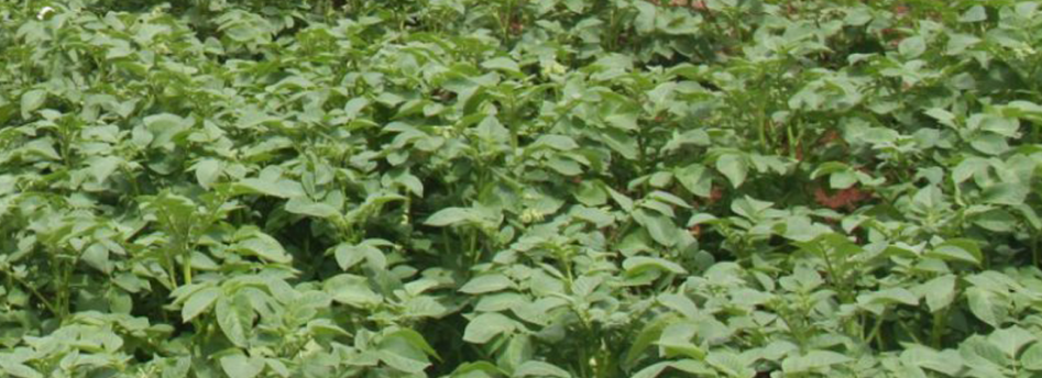Rare Crop Research Stations – Research and Community Engagement