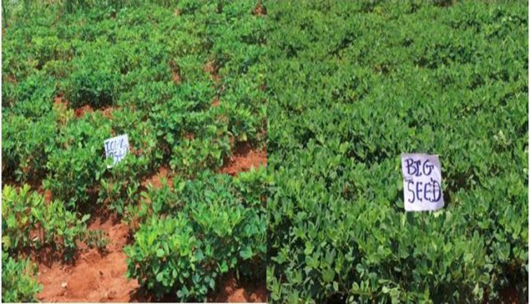 Haramaya University released two new groundnut varieties. – Haramaya ...