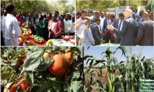 Field Day at Dire Dawa Tony Farm – Haramaya University