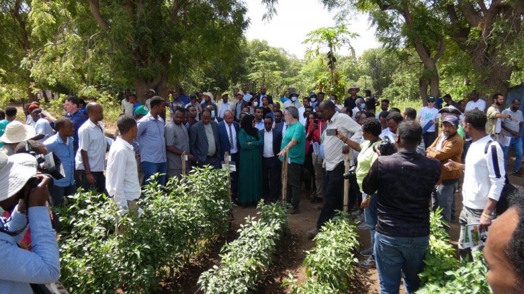 Field Day at Dire Dawa Tony Farm – Haramaya University