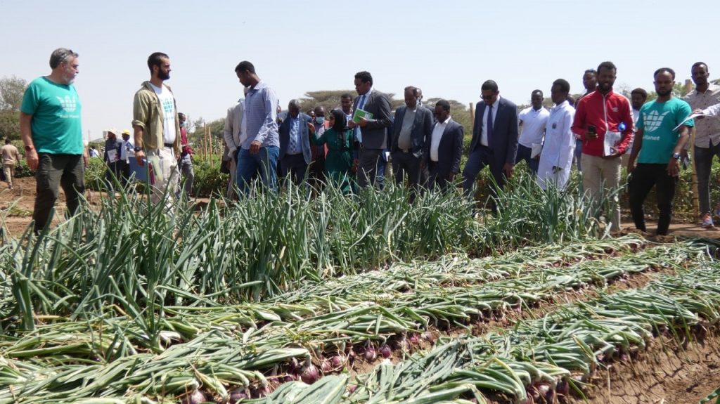 Field Day at Dire Dawa Tony Farm – Haramaya University