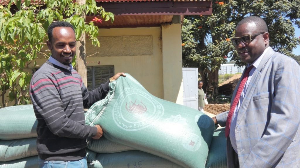 Haramaya University Provides Improved Wheat Seeds to Farmers – Haramaya ...