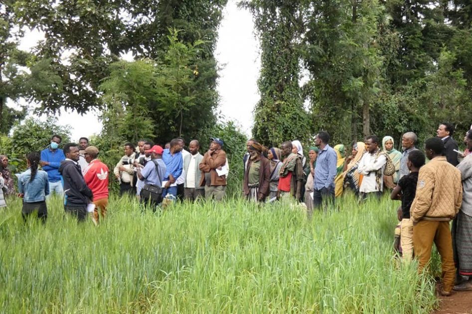 Haramaya University Boosts Agricultural Innovation with Field Day ...